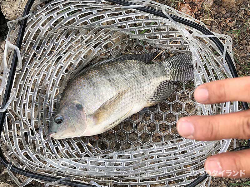 「Nana Fishing での延べ竿でのウキ釣り 編集長来タイ 編」 | つりタイ